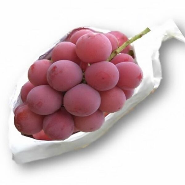 JAPANESE OKAYAMA NEW PIONE GRAPE (400G-500G/BUNCH) – Fruits36